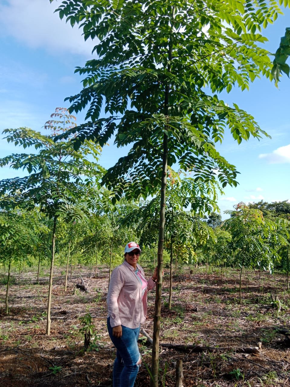 EN CARTAGENA DEL CHAIRÁ IMPULSAN LA REFORESTACIÓN A TRAVÉS DEL CULTIVO ...