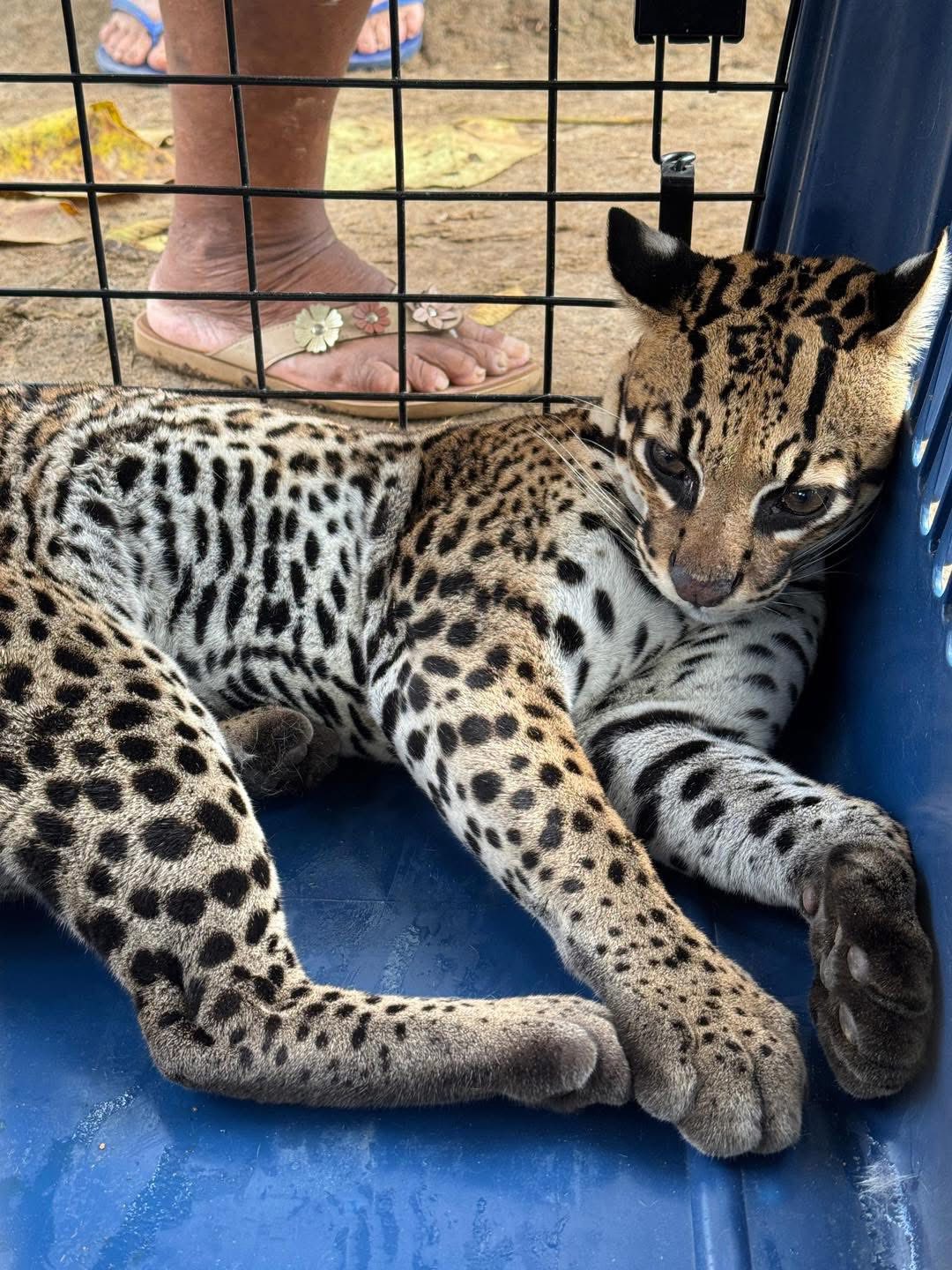 Corpoamazonia recibió el tigrillo recuperado por la comunidad de ...